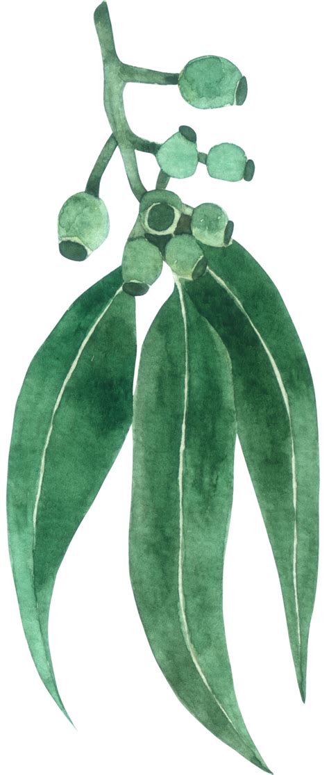 Green Leaf Element Watercolor 10190607 Png
