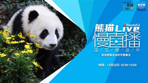 熊猫慢直播来自熊猫宝宝的可爱暴击直播 萌宠直播 百度直播