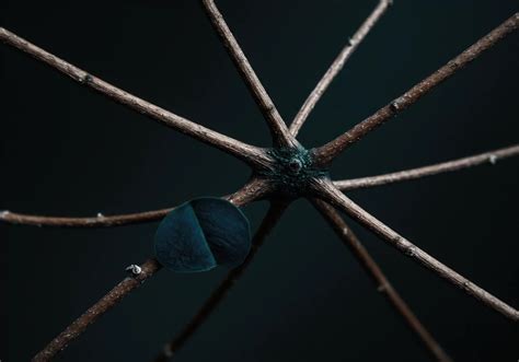 Biodiversity Offset Strategies → Fundamentals