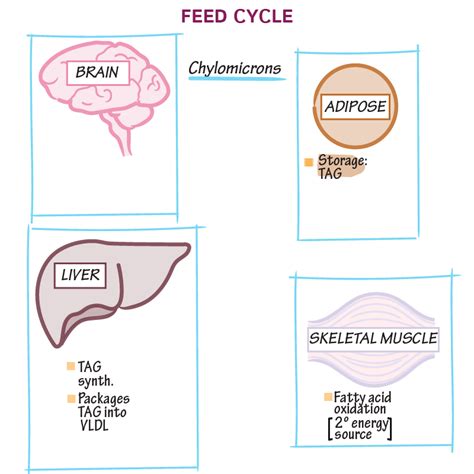 Biochemistry Glossary Feed Fast Cycle Ditki Medical And Biological