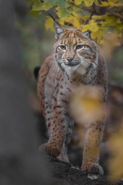 Premium Photo Eurasian Lynx