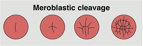 Meroblastic Cleavage Occurs In The Egg A Isolecithal B Microlecithal C Telolecithal D All