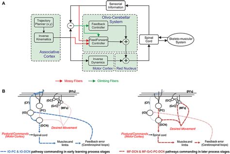 The Cerebellum Operating In A Feedforward Control System A The Mossy Download Scientific