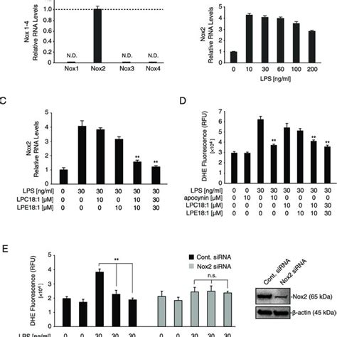 The Effect Of Lpc And Lpe On Cell Viability And Expression Of Download Scientific Diagram