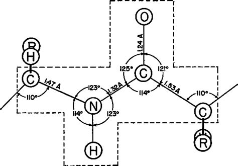 Figure 3 From The Three Dimensional Structures Of Proteins Semantic