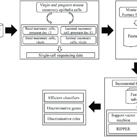 Entire Procedures To Analyze The Single Cell Sequencing Data For Virgin Download Scientific