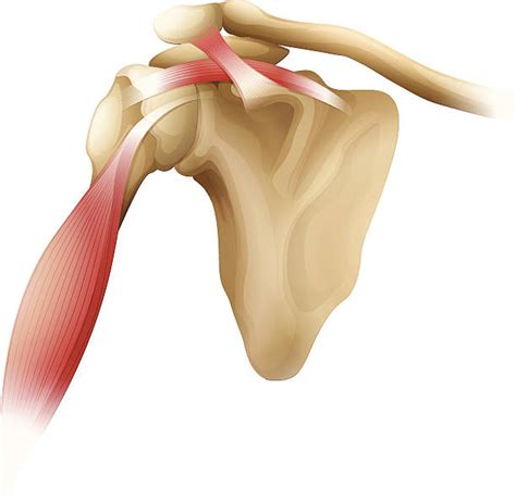 Acromion Bilder Und Stockfotos Istock