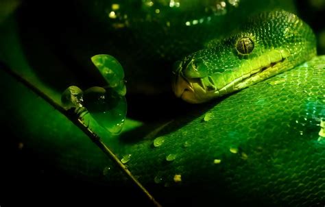 Tree Python Photograph By Dawn Van Doorn Fine Art America