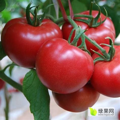 赤峰市喀喇沁旗锦山硬粉西红柿大量现货 西红柿价格行情 蔬菜商情网