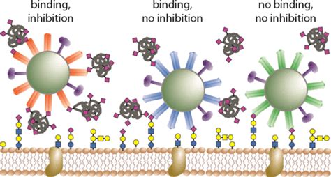 评价多价唾液酸化聚甘油对甲型流感病毒的抗性诱导和广泛的抗病毒活性 Journal Of Medicinal Chemistry X Mol