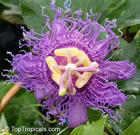Passiflora Incarnata X Cincinnata Incense Common Names Passiflora Incense Fragrant