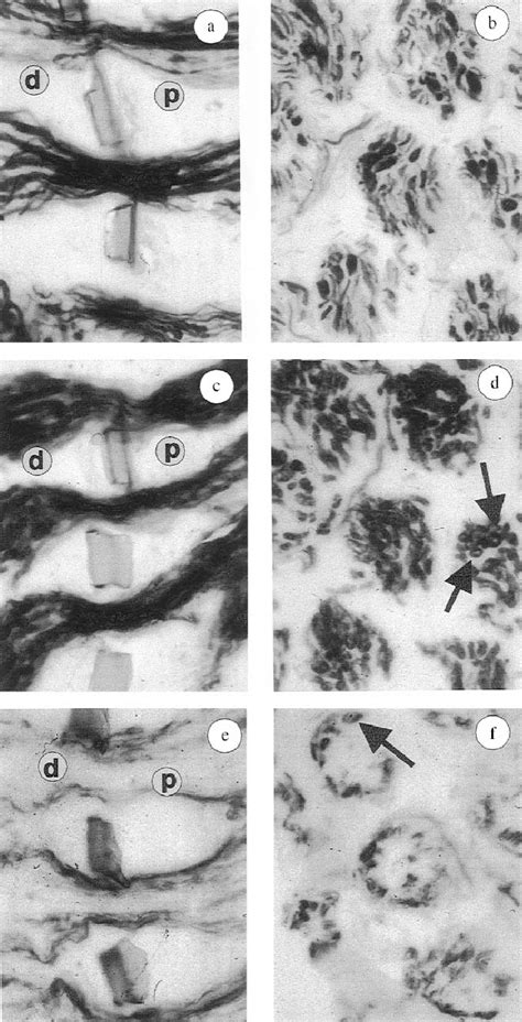 High Power Photographs Of Longitudinal A C E And Transverse B D Download Scientific