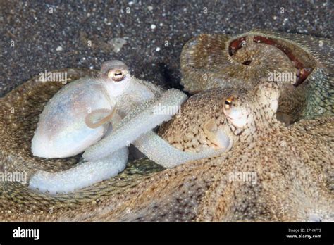 Long Arm Octopus Mating Octopus Defilippi Lembeh Strait North