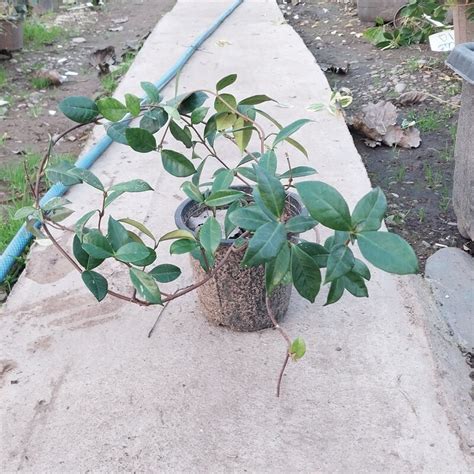 خرید و قیمت یاس جاسمین از غرفه گلخانه گل وارسته