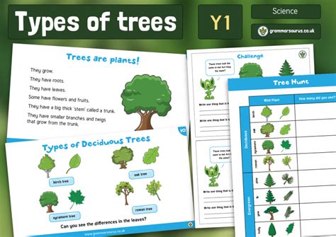 Year 1 Science Plants Trees Lesson 7 Grammarsaurus
