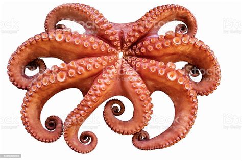 Gurita Merah Besar Rebus Pada Latar Belakang Putih Seluruh Terisolasi Foto Stok Unduh Gambar