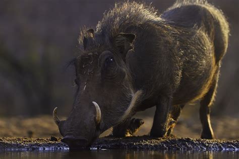 10 Wild Warthog Facts