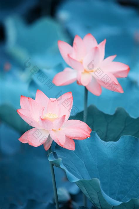 花盛开高清图片 花盛开素材 包图企业站