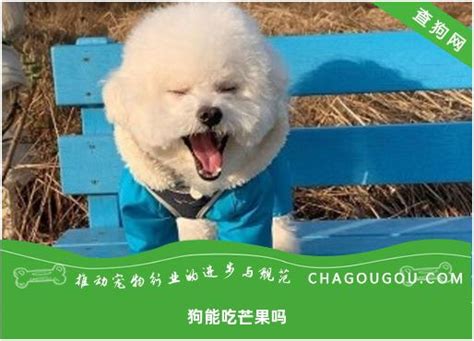 狗狗 第3页 查狗网