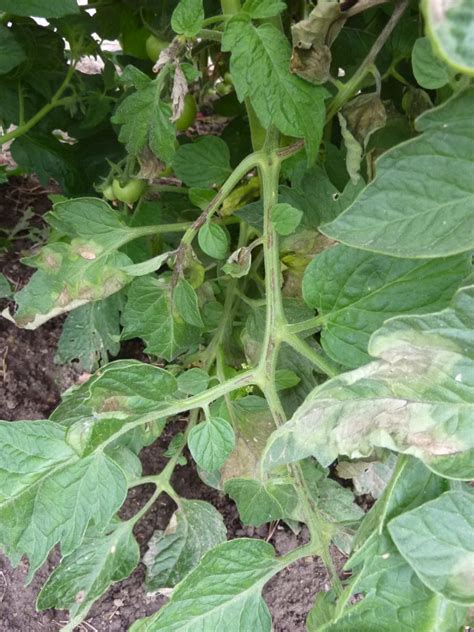 Which Is The Most Important Plant Pathogenic Oomycete Plantwiseplus Blog