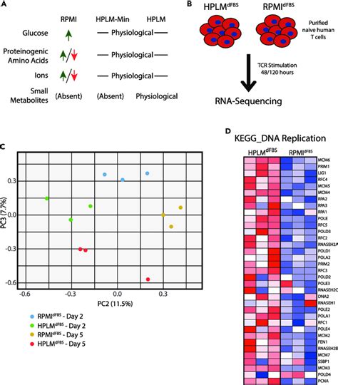 Transcriptomic Analysis Reveals Major Differences Between Human