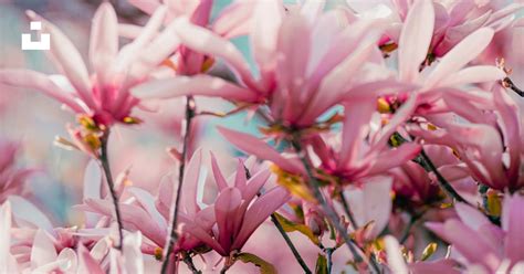 나무에 있는 분홍색 꽃 무리 사진 Unsplash의 무료 꽃 이미지