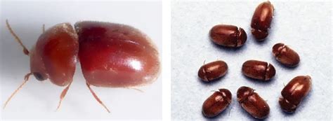シバンムシの成虫が服についていたりして シバンムシの生態とは？発生原因・時期・家に出る理由を解説 Osrha
