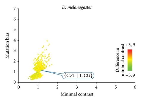 The Difference Between H Sapiens And D Melanogaster Mutation Bias