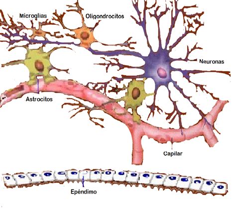 Erika Rojas Portilla CÉlulas Gliales O Neurogliales