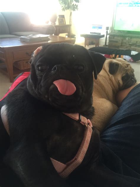 71 Best Moochie Images On Pholder Moochie Jesser And Aww