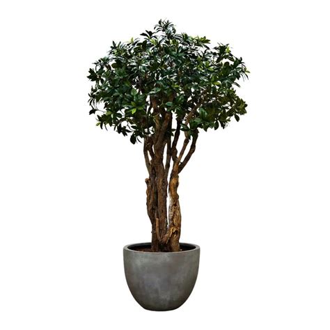 Euonymus 150 Cm Bella Planta