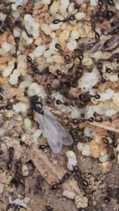 개미돌더미 아래개미알날개미으악~징그러럽게많네알알알알알 Youtube