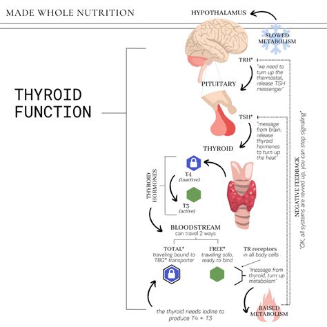 A Simple Guide To Thyroid Health Understanding A Complete Thyroid