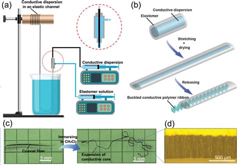 Self‐buckled Conductive Ribbon In A Thermoplastic Elastomer Tpe Download Scientific Diagram