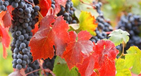 ყურძნის სასარგებლო თვისებები რა არის ამლეპოთერაპია