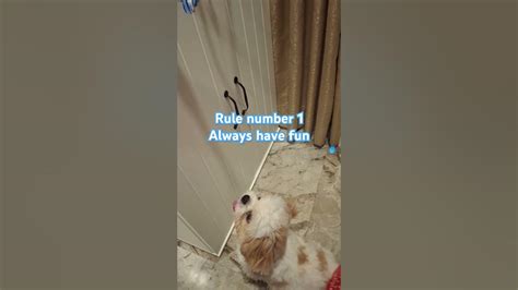 The Ultimate Canine Constitution Fyp Shorts Dogs Youtube