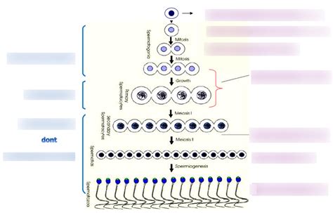 Spermatogénèse Diagram Quizlet