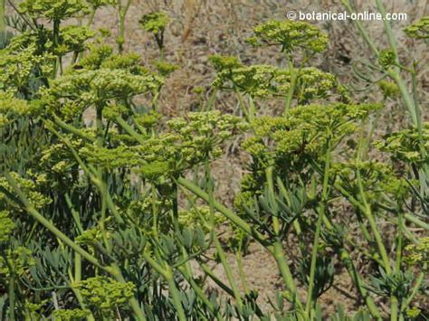 Coriander Characteristics Botanical Online