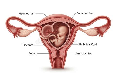 Medical Illustration Of A Human Female Reproductive System In Stock