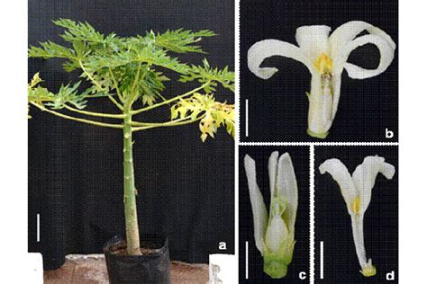 Sex Determination Of Papaya Var Maradol Reveals Hermaphrodite To Male Sex Reversal Under