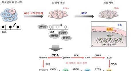 폐암 환자 항암제 내성 치료 실마리 국내 연구진이 밝혀내