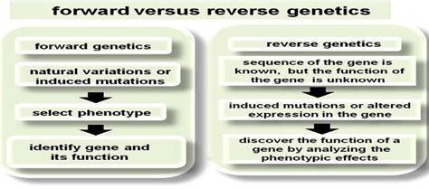 The Difference Between Forward And Reverse Genetic Techniques Is The Download Scientific