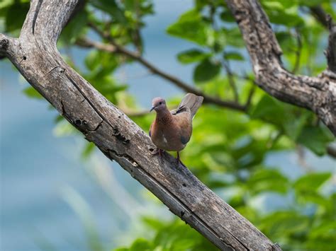 Mindanao Bleeding Heart Dove Care Habitat And Facts