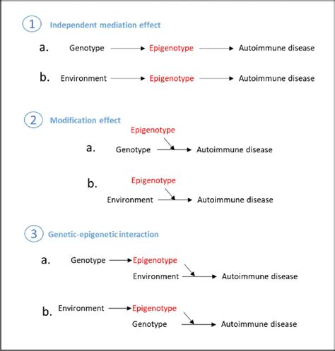 Schematic Representation Of Three Modes Of Actions Where Epigenetic