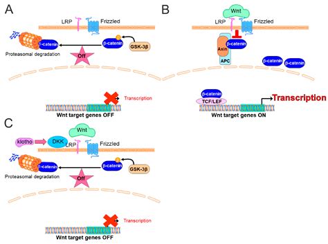 Physiologia Free Full Text Wnt Signaling In The Gastrointestinal