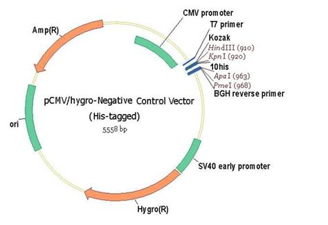 Pcmv Hygro Negative Control Vector His Tagged 义翘神州