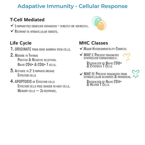Clinical Pathology Glossary Adaptive Immunity Cellular Response Ditki Medical And Biological