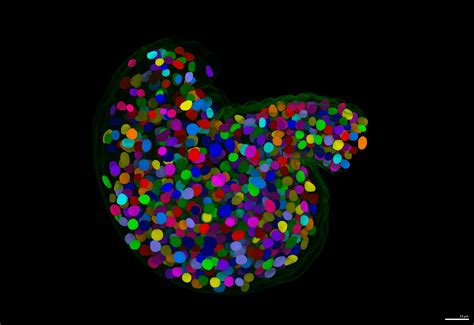 Github Kreshuklabgo Nuclear Guides And Code For 3d Nuclear Instance Segmentation