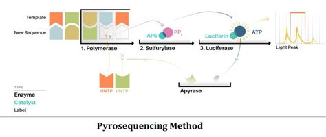 Pyrosequencing Notes Easybiologyclass