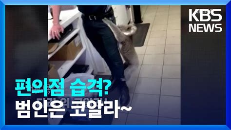 오늘의 영상 귀여운 코알라의 편의점 습격 사건 Kbs 20230307 Youtube
